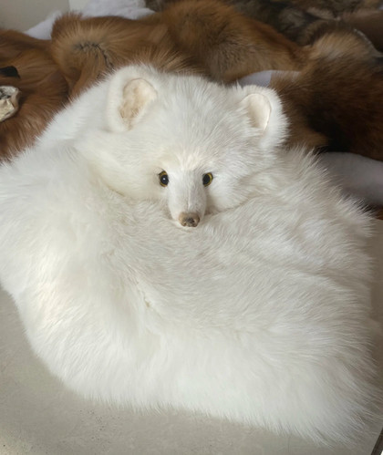 White Fox Pelt, Tanned White Fox Pelt, Fox Pelt Collar, Natural White ...