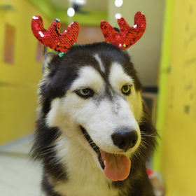 grumpy husky christmas