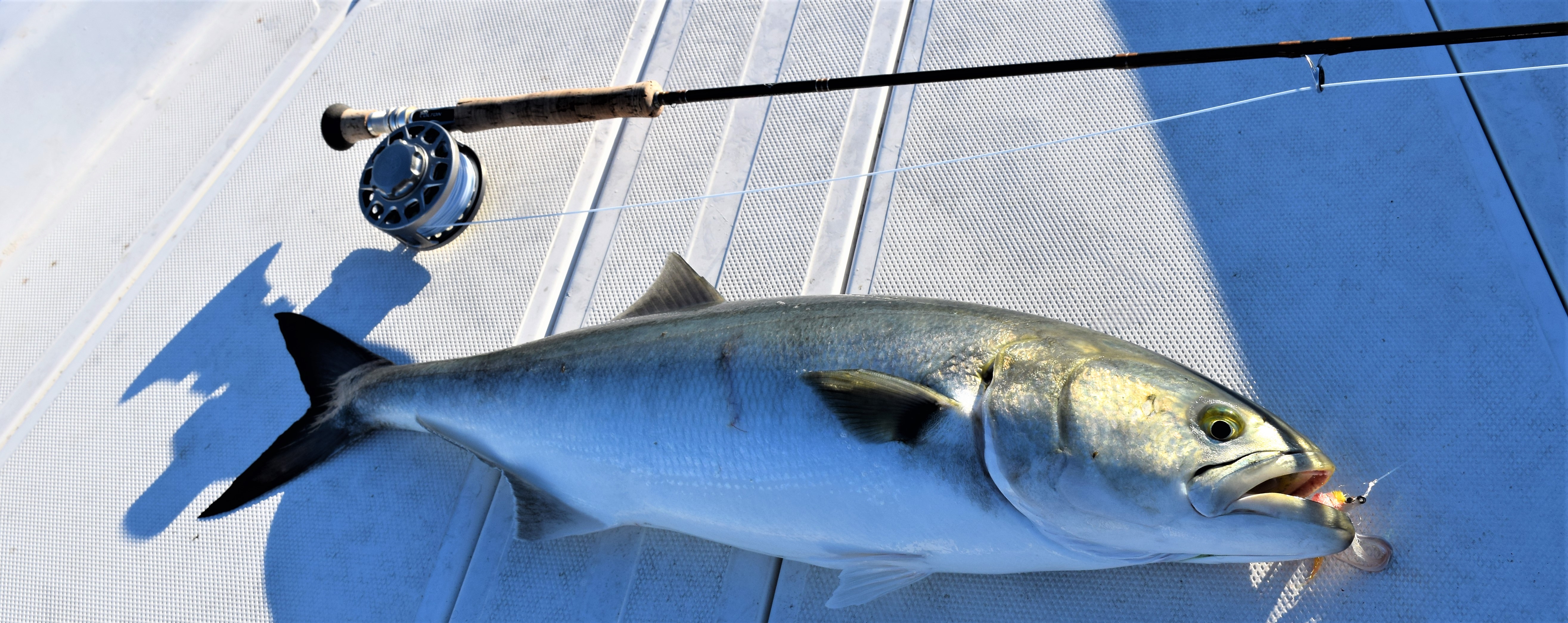 Tightlined Slam | Long Island Sound | Fishing Tournament Rules