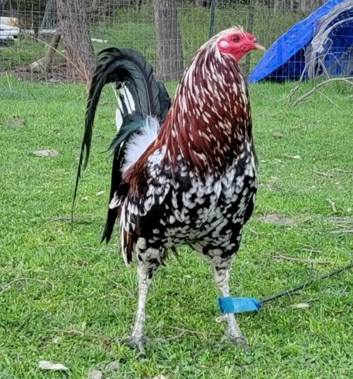 Whitehackle | The Gamecock