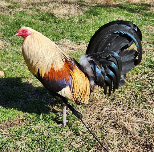 Red Fox Fowl - Gray | The Gamecock