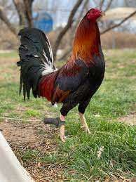 Kelso | The Gamecock