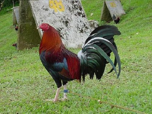 Lacy Roundhead | The Gamecock