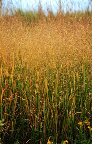 standard switchgrass blend 2.5 lbs | grandpa-ray-outdoors