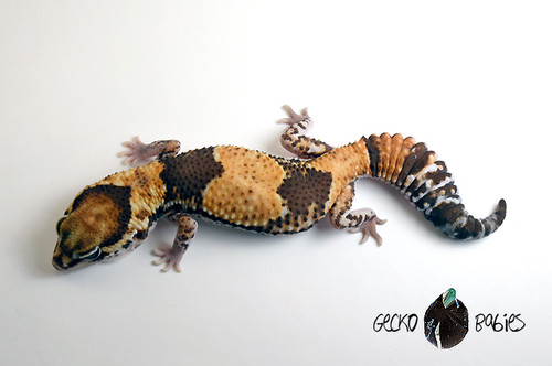 Normal 100% het Ghost x Oreo x Patternless x Zulu *READY TO BREED* 41g ...