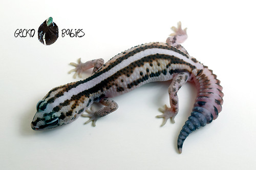 Striped White Out Patternless 100% double het Ghost x Oreo 26g Male ...