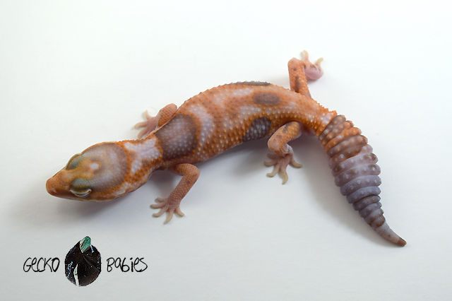 Gecko Babies - Available African Fat Tail Geckos 10/15