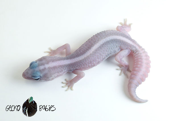 Gecko Babies - Available African Fat Tail Geckos 2/13