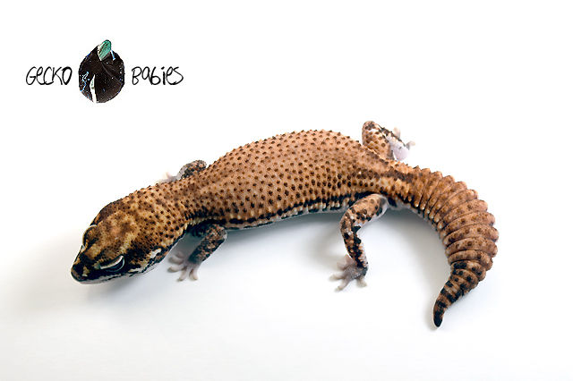 Gecko Babies - Available African Fat Tail Geckos 3/12