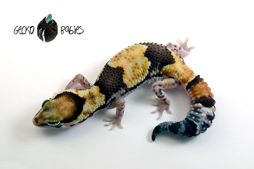 Normal 100% het Ghost x Oreo x Patternless x Zulu 36g Male | Gecko ...