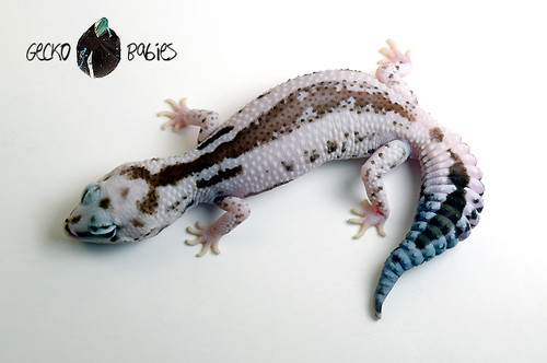 White Out Oreo Zulu 100% het Ghost 20g Male | Gecko Babies E-store