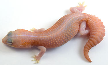 Gecko Babies - Captive Bred African Fat Tail Geckos For Sale
