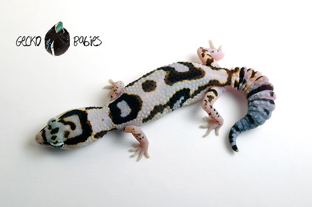 Gecko Babies - Available African Fat Tail Geckos 2/8
