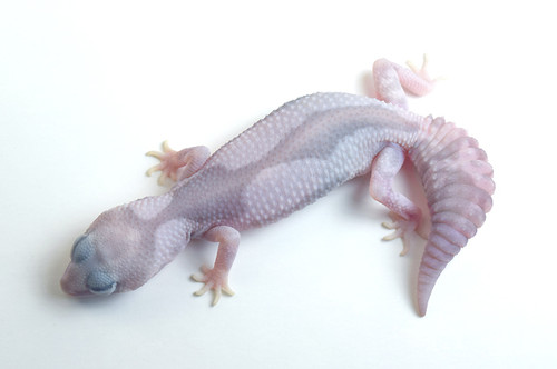 Ghost Oreo Zulu *PET ONLY* 14g Female | Gecko Babies E-store