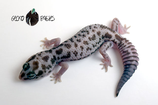 Gecko Babies - Available African Fat Tail Geckos 2/7