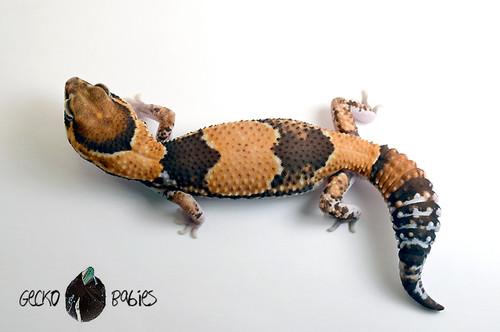 Normal 100% het Ghost x Oreo x Patternless x Zulu *READY TO BREED* 40g ...