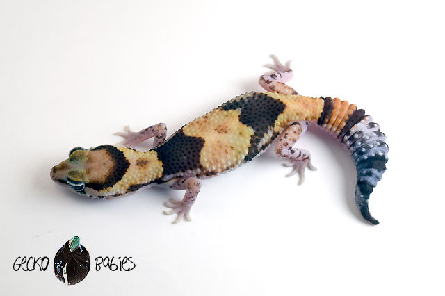 Gecko Babies - Available African Fat Tail Geckos 2/13