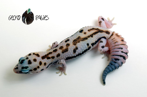 White Out Patternless 100% double het Ghost x Oreo 20g Male | Gecko ...