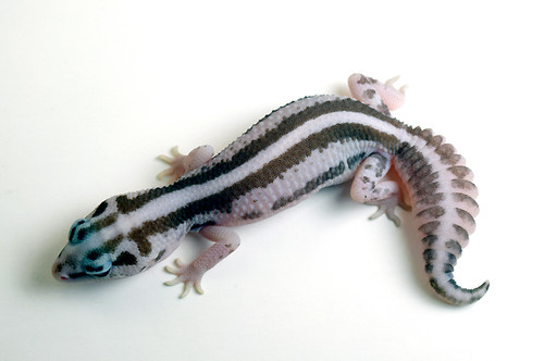 Striped White Out Oreo Patternless 14g Female | Gecko Babies E-store