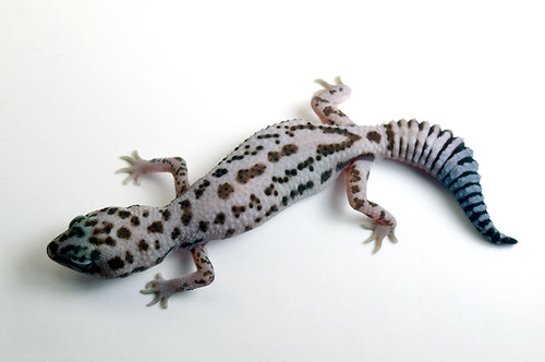 White Out Oreo Patternless 66% double het Caramel x Albino (amel) 13g ...