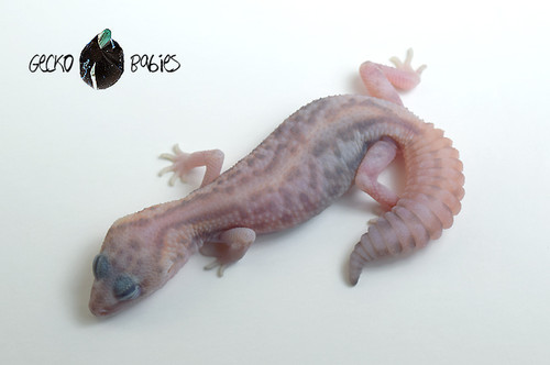 White Out Ghost Patternless 100% het Oreo 16g Male | Gecko Babies E-store