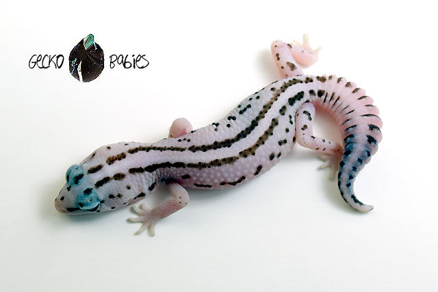 Gecko Babies - Available African Fat Tail Geckos 2/10