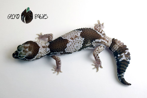 Oreo 100% het Ghost x Zulu 27g Male | Gecko Babies E-store