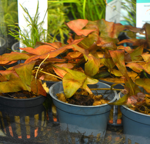 Nymphaea stellata - Dwarf water lily | Premier Aquatics