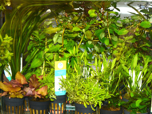Background potted plant collection x 3 | Premier Aquatics