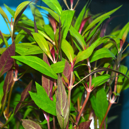 Alternanthera rosaefolia | Premier Aquatics