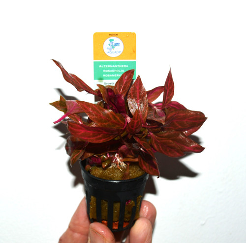 Alternanthera rosaefolia 'rosanervig' | Premier Aquatics