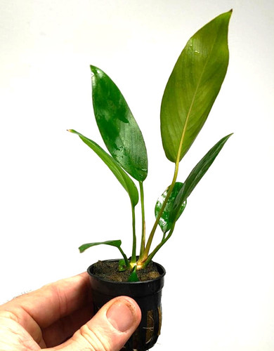 Anubias congensis | Premier Aquatics