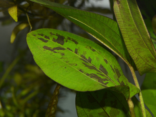 Echinodorus ozelot 'Red' (Amazon sword) | Premier Aquatics