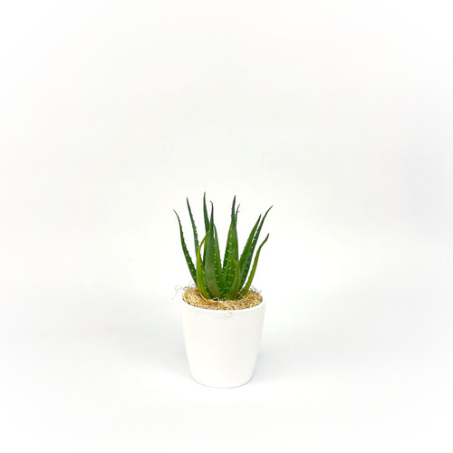 Aloe vera 'Solar Flare' | Mysite
