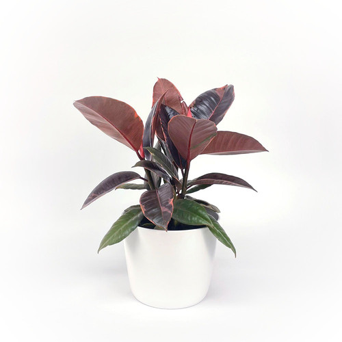 Ficus Robusta 'Ruby' | Mysite