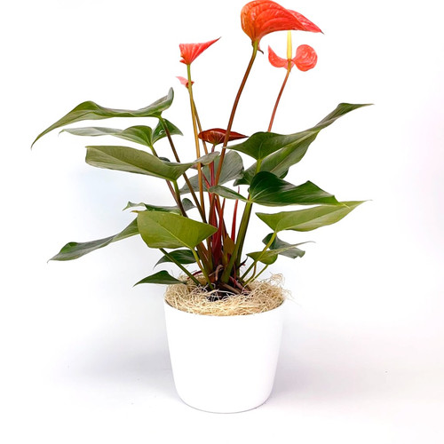 Anthurium Bundle | Mysite