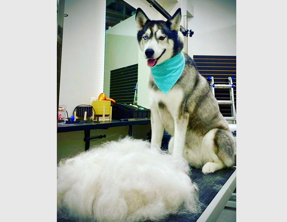 Hair Today and Gone Tomorrow: The Ultimate Guide to Dog Deshedding