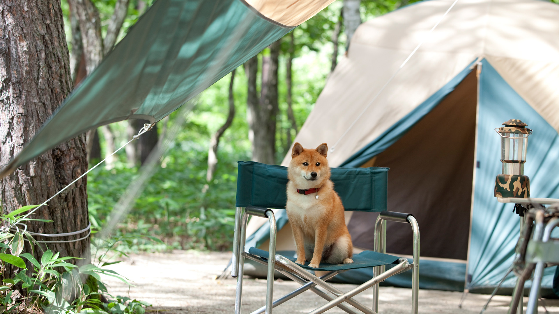 In Home Boarding & Day Camp | Sue Brown Ultimate Doggie Day Care