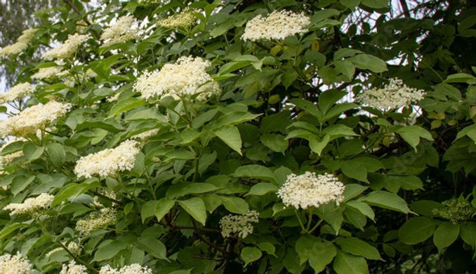 Elder (Sambucus nigra): Tree of regeneration and wisdom