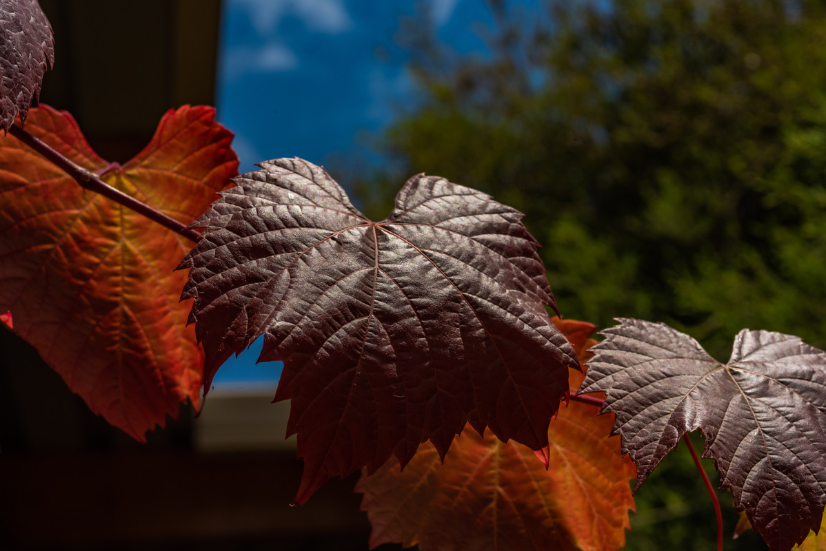 EcHoe Images | Sunday Fundays