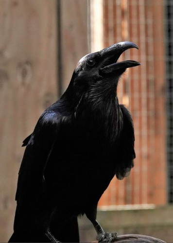 Loki (Raven) | NIWRA