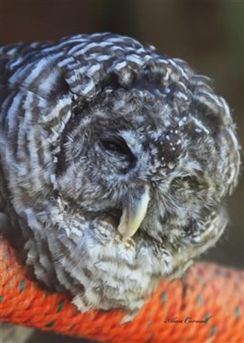 Oneye (Barred Owl) | NIWRA