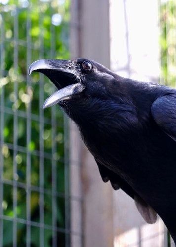 Thor (Raven) | NIWRA