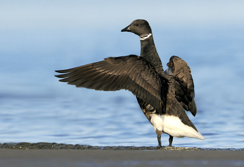 Brant Goose