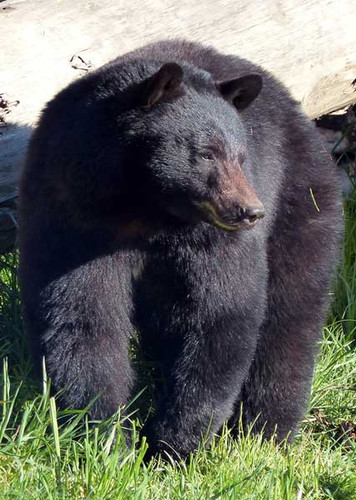 Rae (Black Bear) | NIWRA