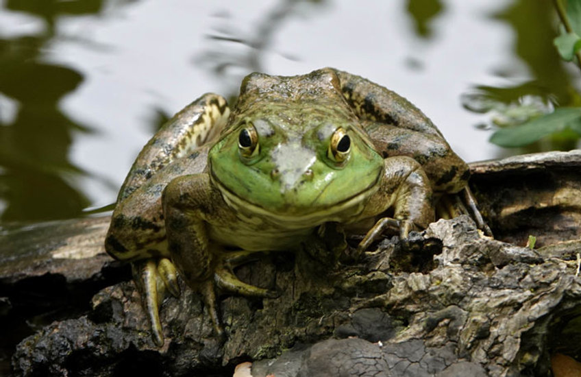 Alien Bullfrog