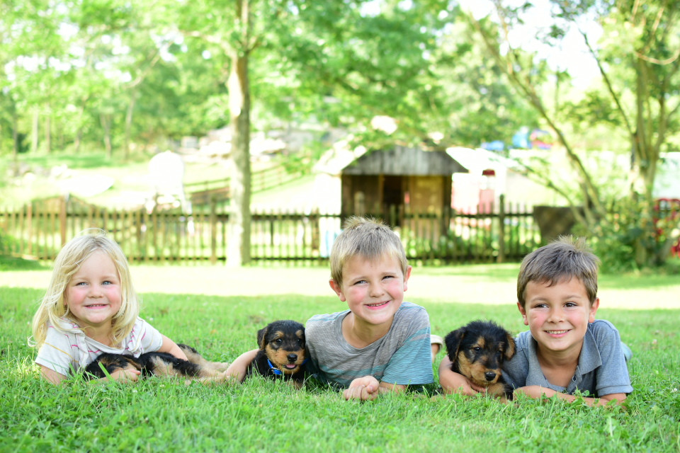 Airedale Puppies For Sale in Ohio | Stoney Point Airedales