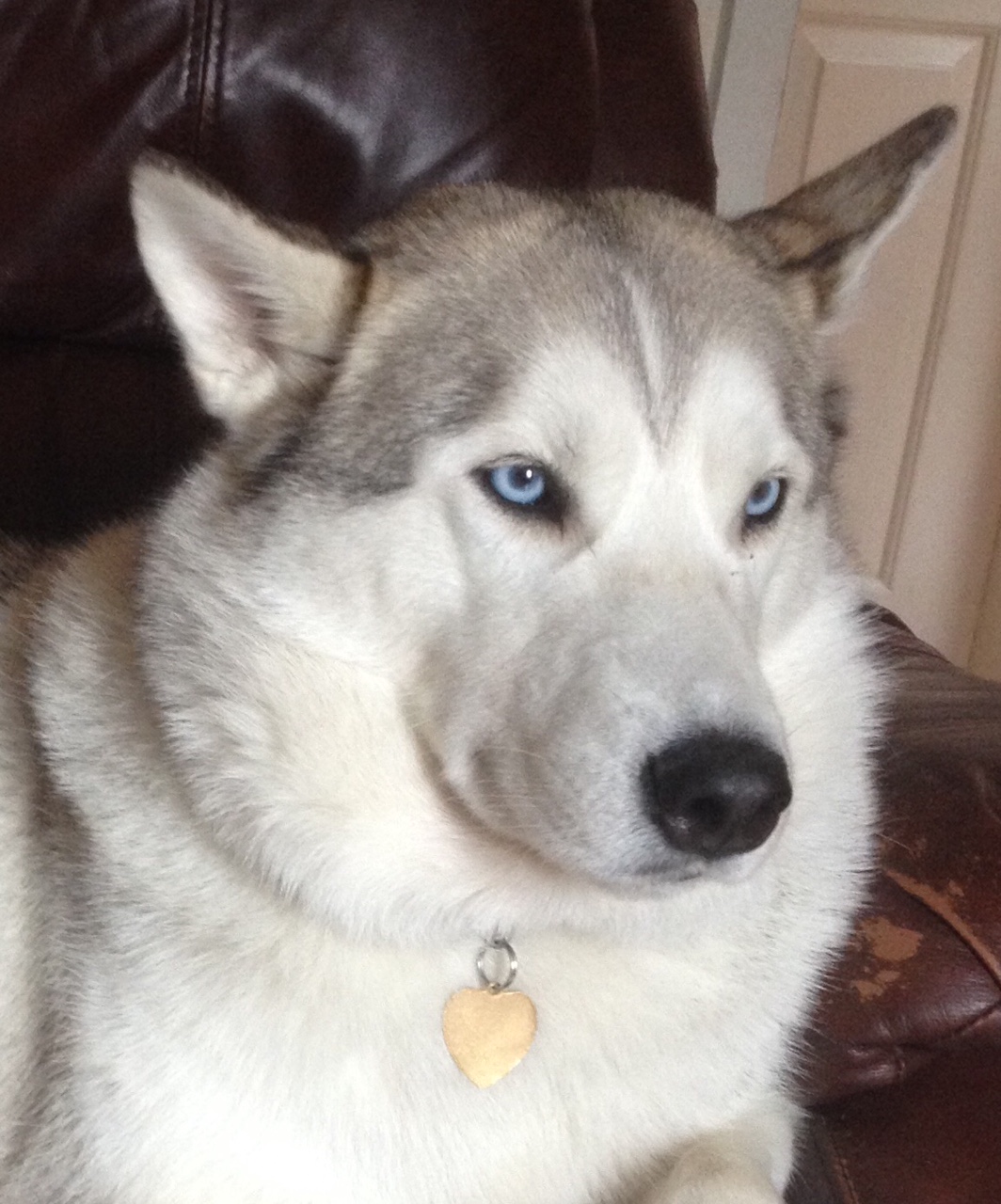 Saints Sled Dog Rescue