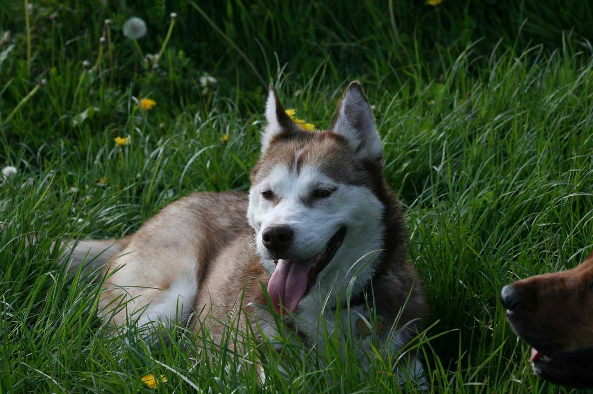 Saints Sled Dog Rescue