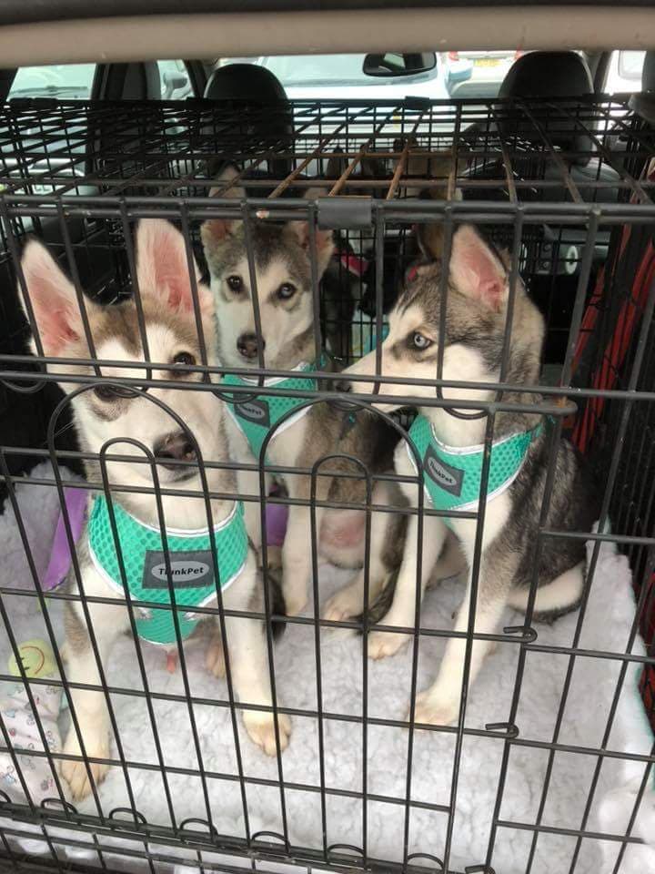 Saints Sled Dog Rescue